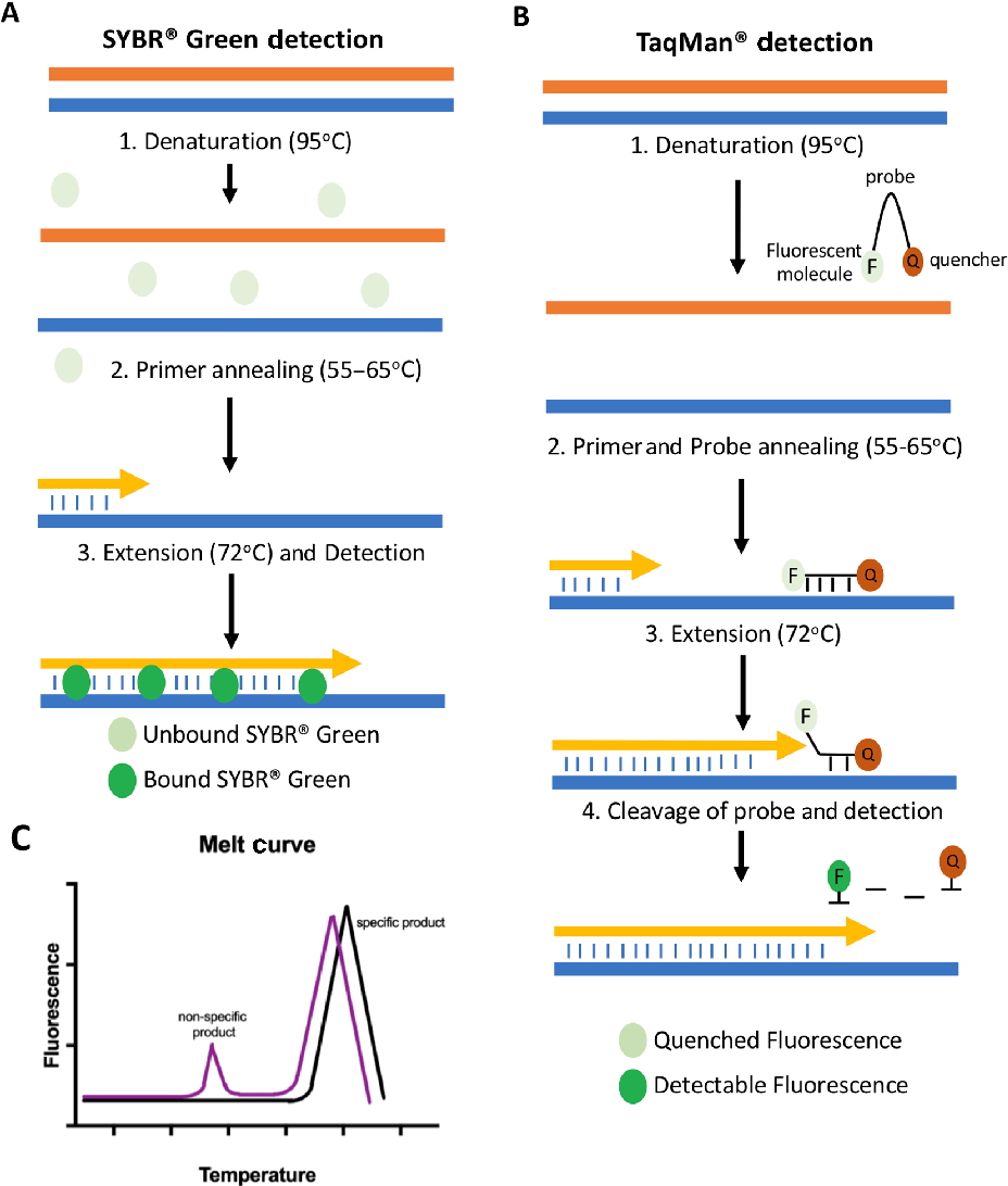 Pdf A Beginners Guide To Rt Pcr Qpcr And Rt Qpcr Semantic Scholar