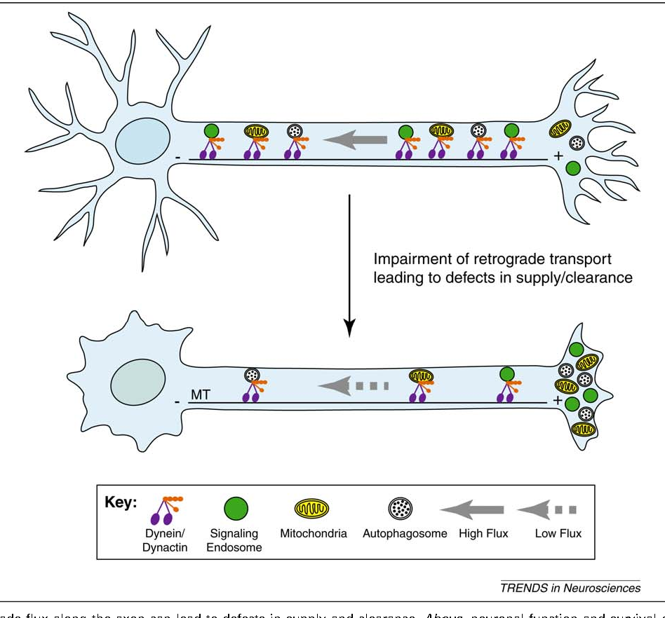 Figure 2 From Retrograde Axonal Transport Pathways To Cell Death