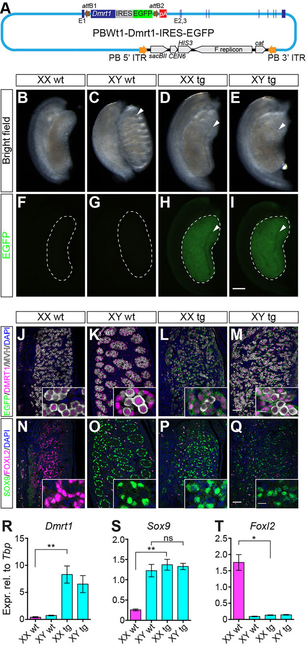 Pdf Female To Male Sex Reversal In Mice Caused By Transgenic