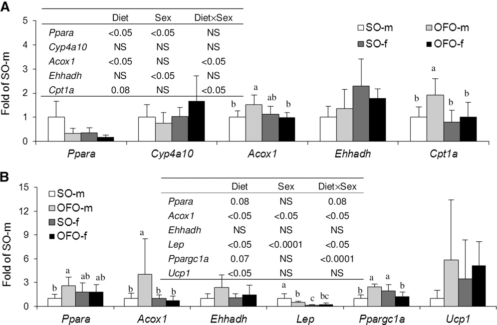 Pdf Gestational Ingestion Of Oxidized Frying Oil By C57bl6j Mice