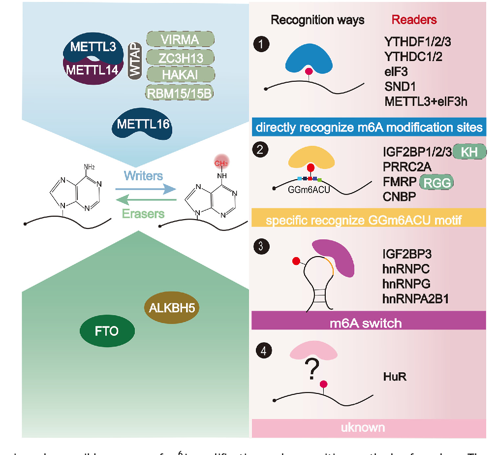 Decoding M6a Mrna Methylation By Reader Proteins In Liver Diseases