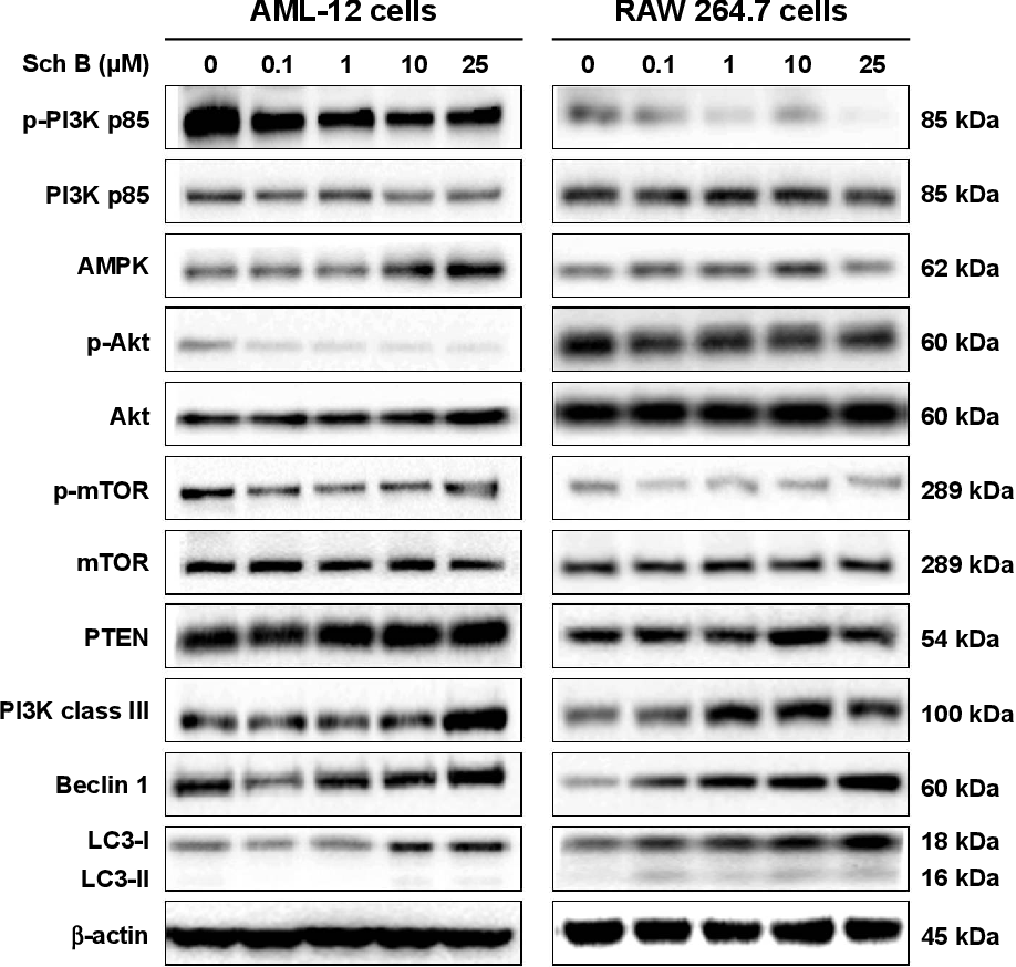 Figure 1 From Schisandrin B Inhibits Cell Growth And Induces Cellular