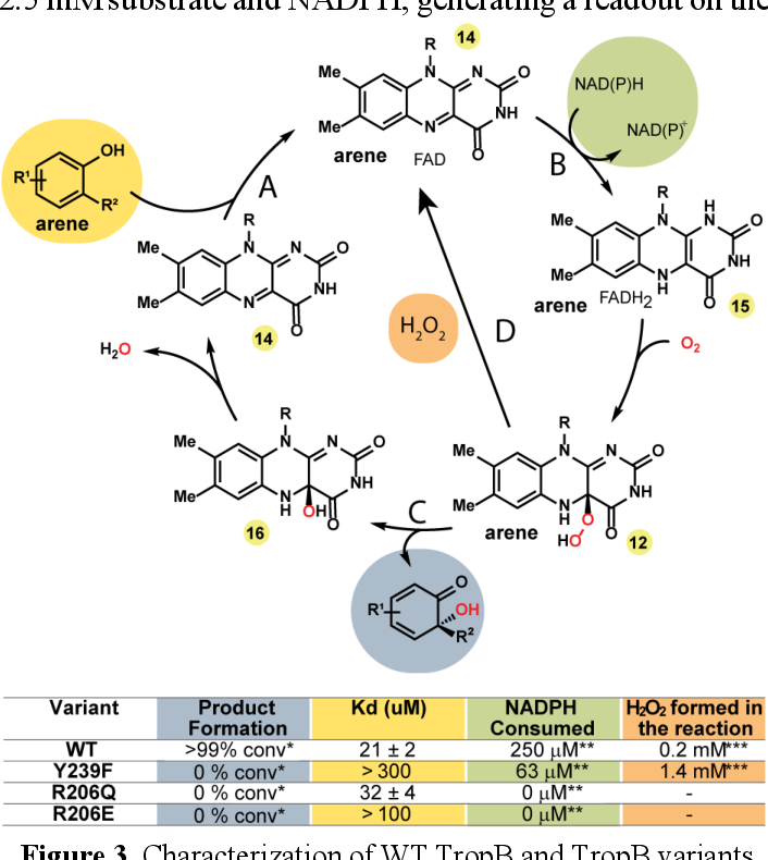 Pdf Structural Basis For Selectivity In Flavin Dependent