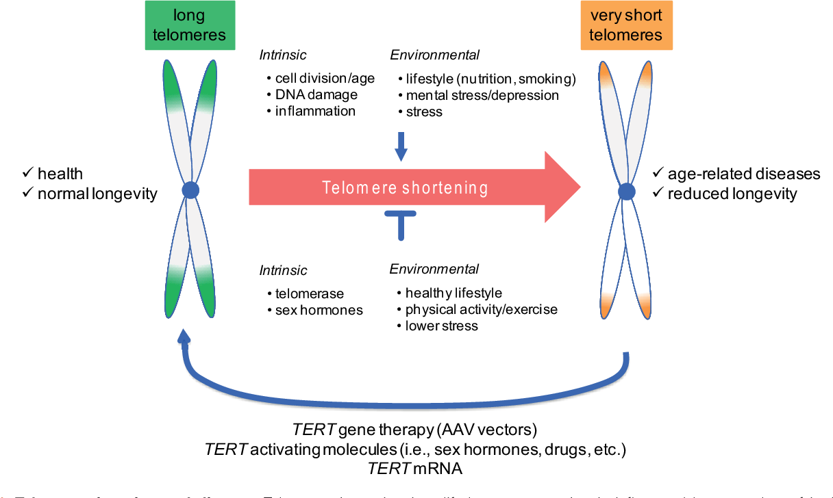 Telomeres And Aging