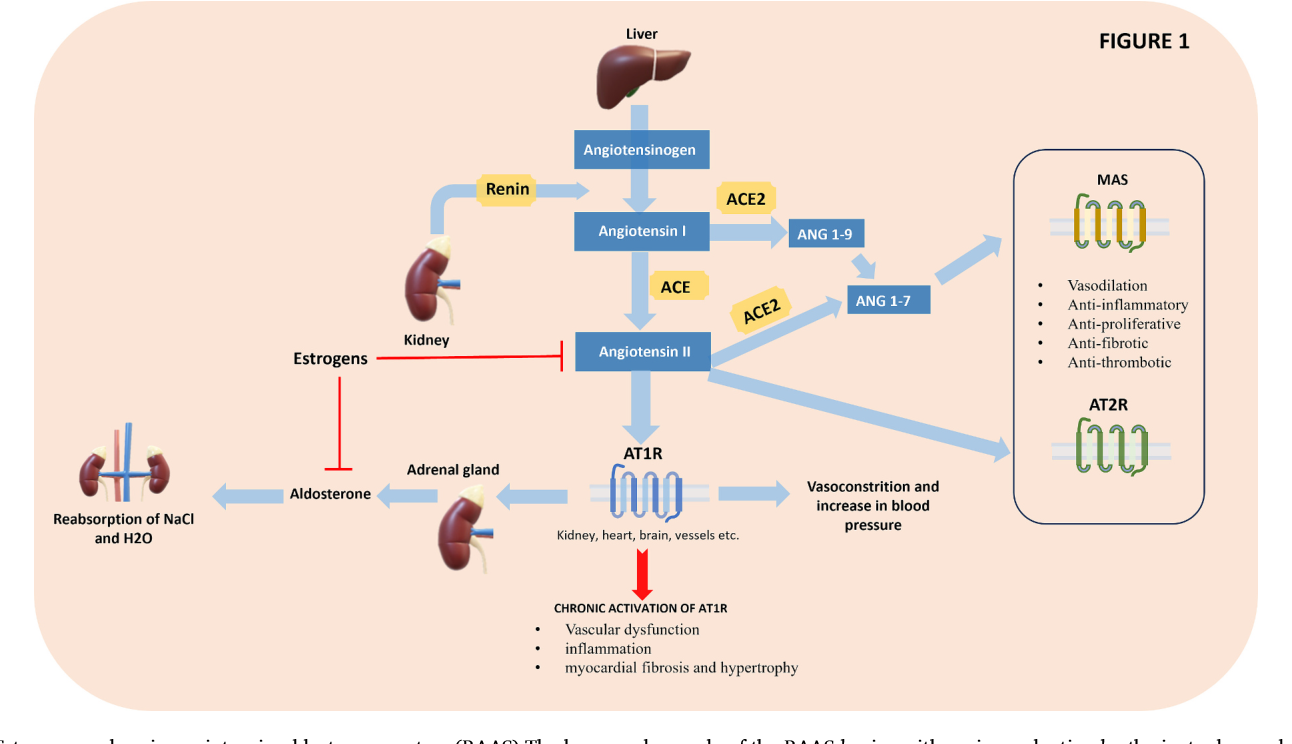 Figure 1 From Age And Sex Mediated Effects Of Estrogen And Β3