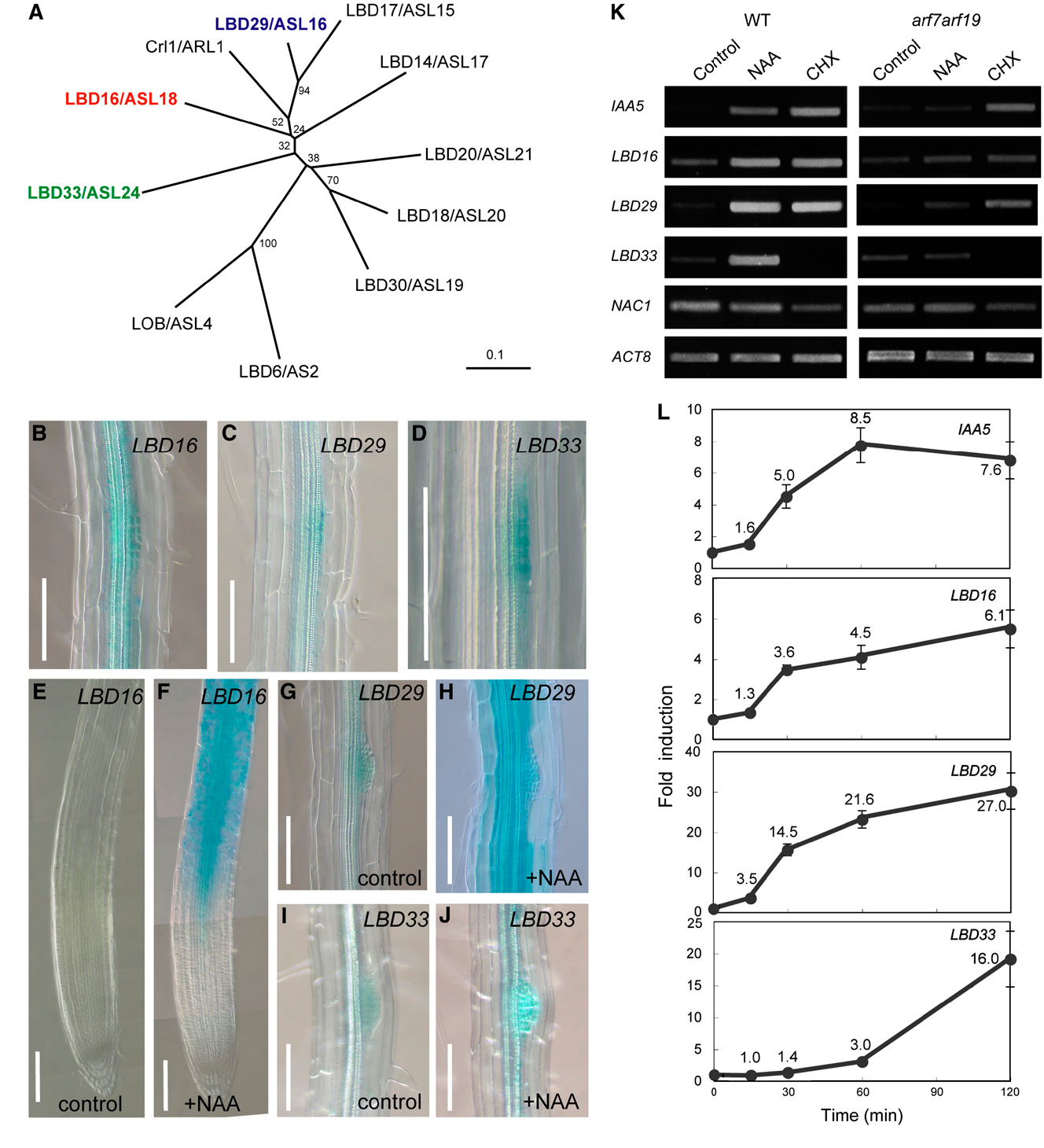 Figure 4 From Arf7 And Arf19 Regulate Lateral Root Formation Via Direct