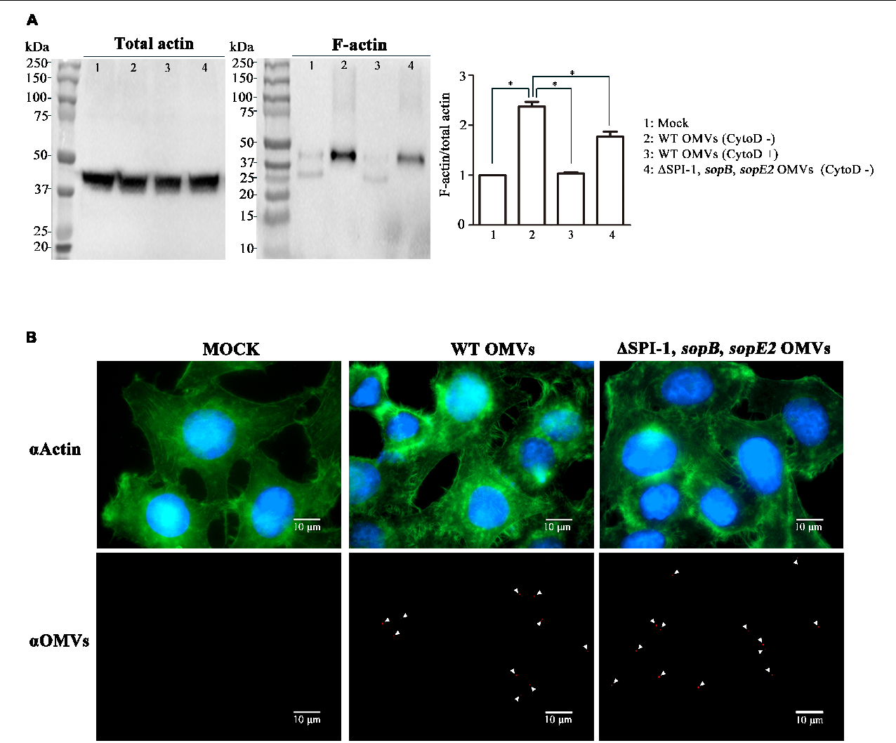 Secretion Of Salmonella Pathogenicity Island 1 Encoded Type Iii