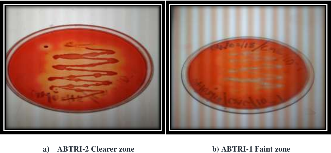 Pdf Isolation And Identification Of Cellulolytic Bacteria From Wood