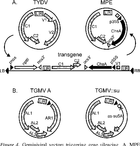 Plant Dna Viruses And Gene Silencing Semantic Scholar