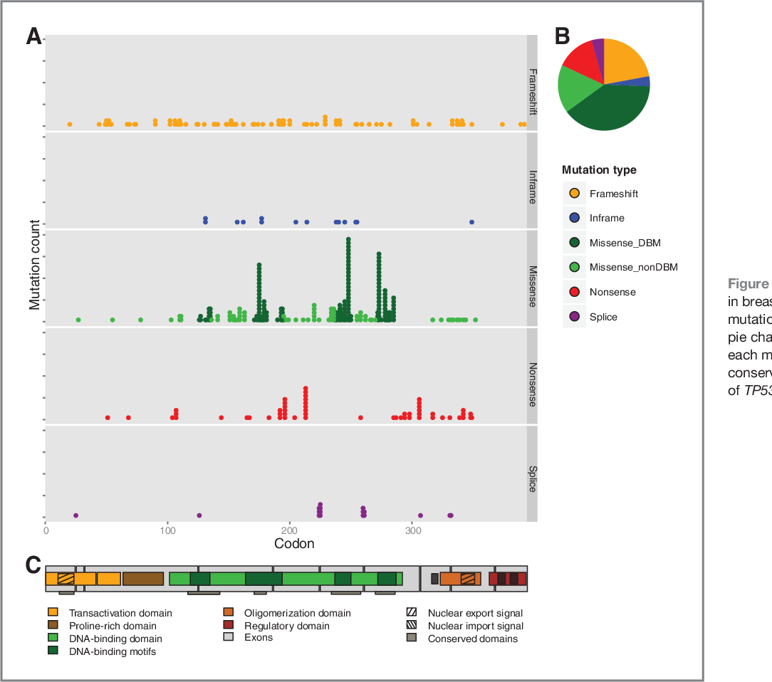 Figure 1 From Tp53 Mutation Spectrum In Breast Cancer Is Subtype