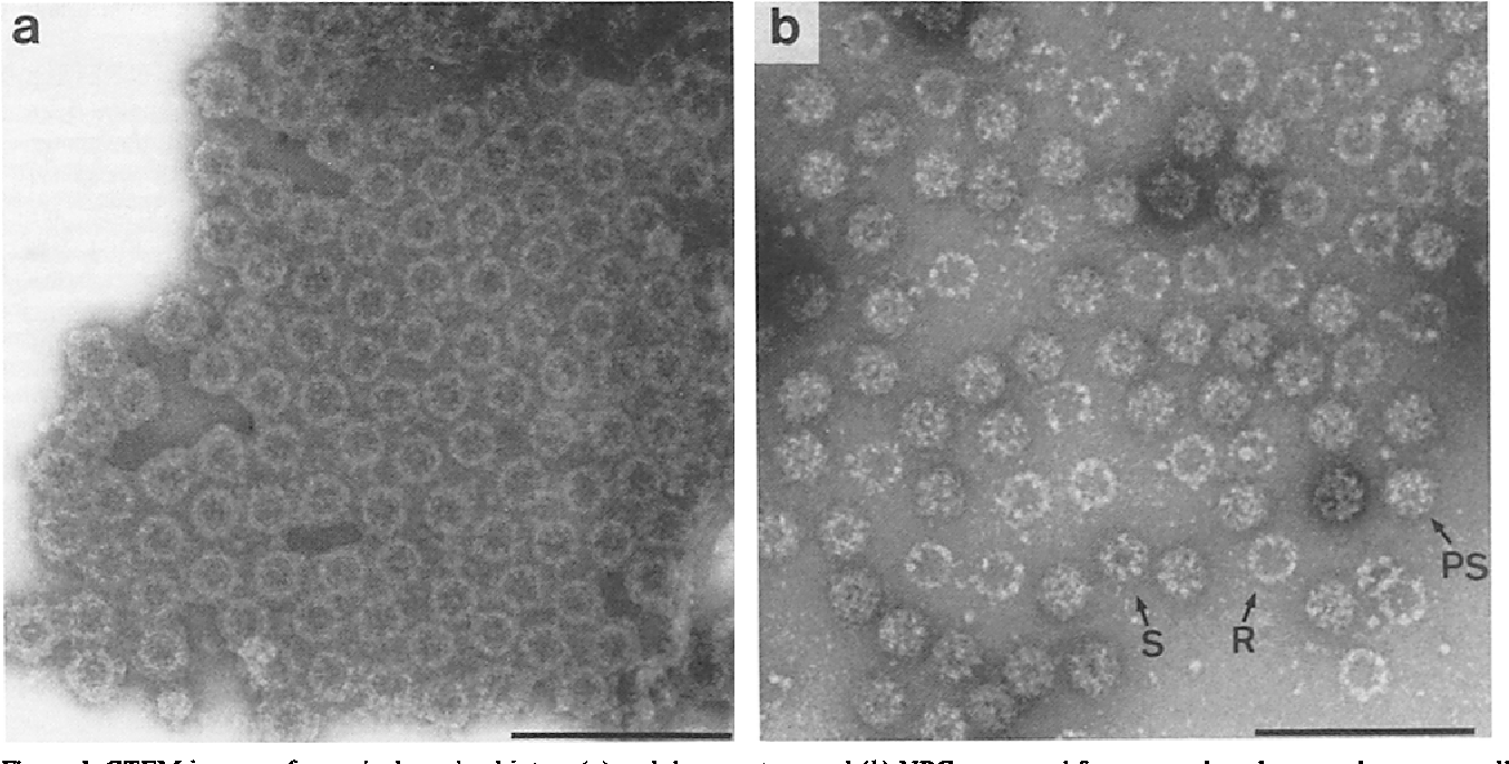 Nuclear Pore Complex Semantic Scholar