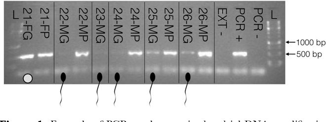 Pdf Putative Sex Linked Heteroplasmy In The Tellinid Bivalve Limecola