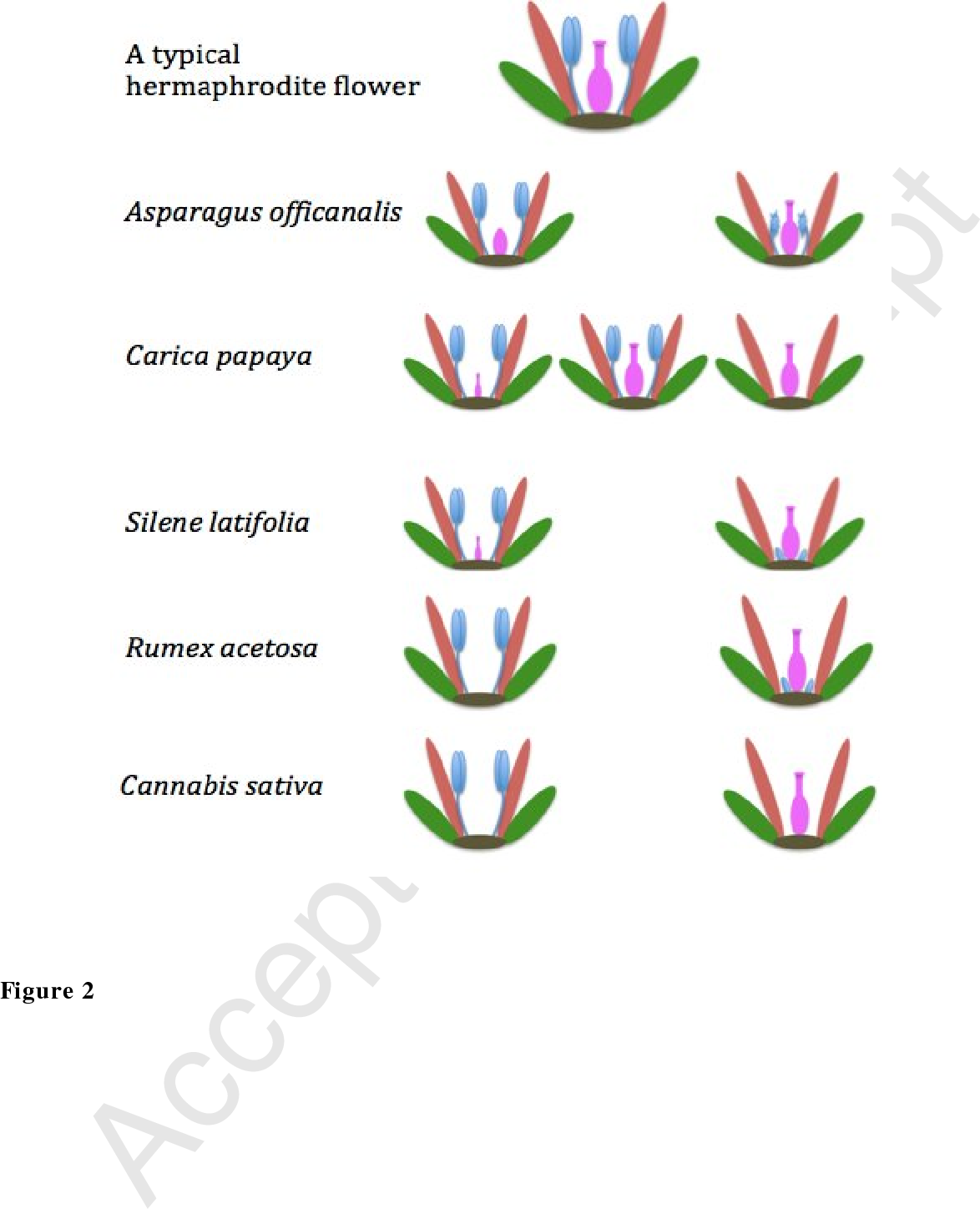 Sex Determination In Flowering Plants Papaya As A Model System