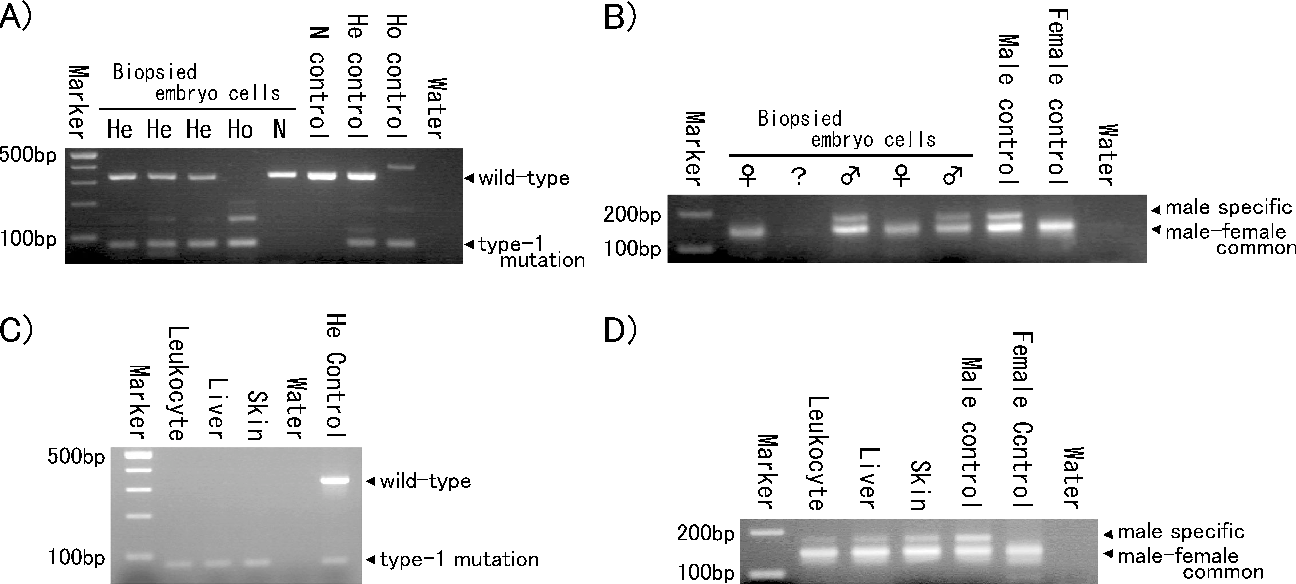 Pdf Genetic Diagnosis Of Claudin 16 Deficiency And Sex Determination