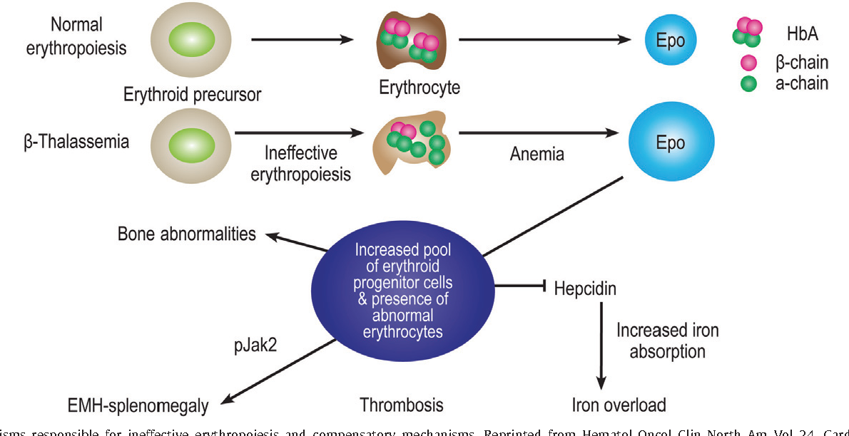 Figure 1 From The Role Of Ineffective Erythropoiesis In Non Transfusion