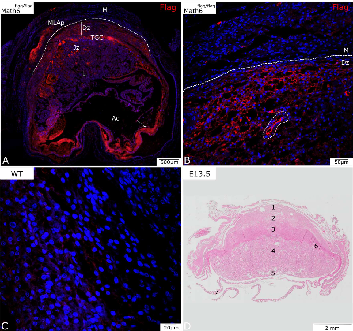 Figure 1 From Detection Of Math6 Expressing Cell Types In Murine