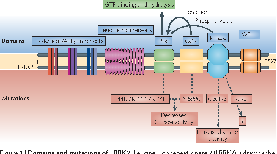 The Role Of Leucine Rich Repeat Kinase 2 Lrrk2 In Parkinsons Disease