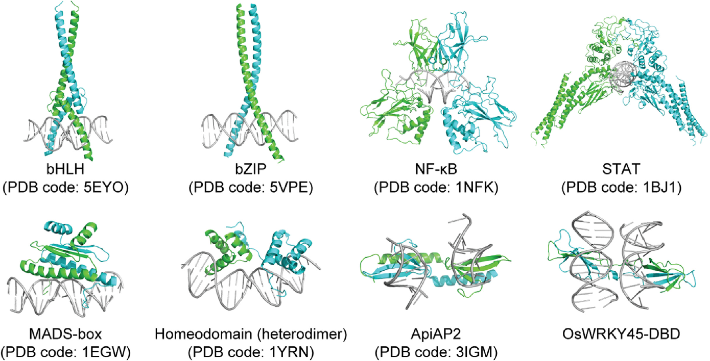 Pdf Structural Basis Of Dimerization And Dual W Box Dna Recognition