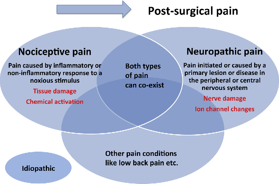 The Pain Types Nociceptive Neuropathic And “other” 57 Off