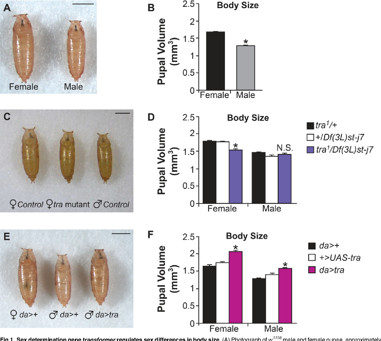 Figure 1 From The Sex Determination Gene Transformer Regulates Male