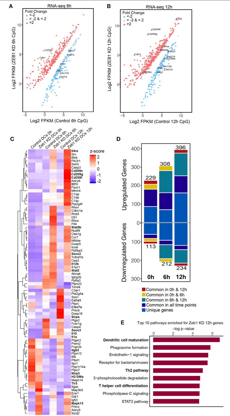 Figure 1 From Importance Of Emt Factor Zeb1 In Cdc1 “mutudc Line