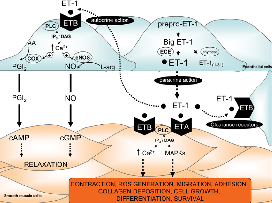 Figure 1 From Endothelin Sex And Hypertension Semantic Scholar