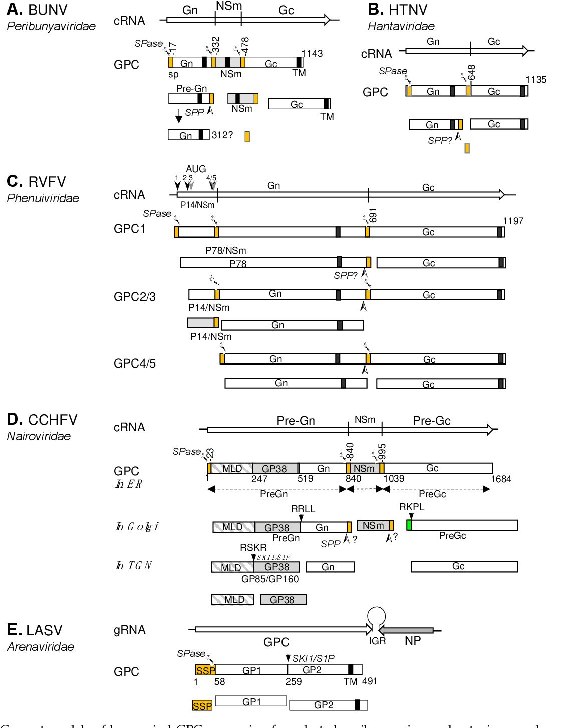 Figure 1 From Recent Advances In Bunyavirus Glycoprotein Research