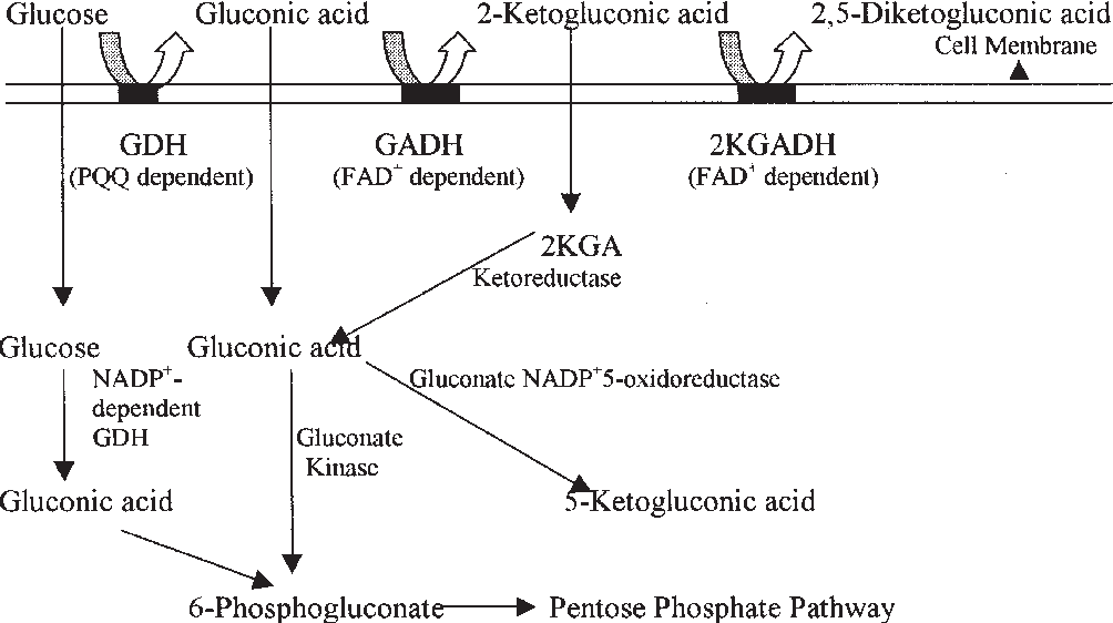 Gluconobacter Oxydans Its Biotechnological Applications Semantic