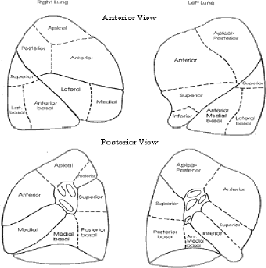 Segment Segmentation In Lung Ct Images Preliminary Results Semantic