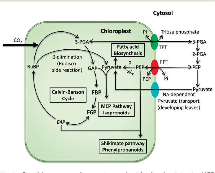 Methylerythritol 4 Phosphate Mep Pathway Metabolic Regulation