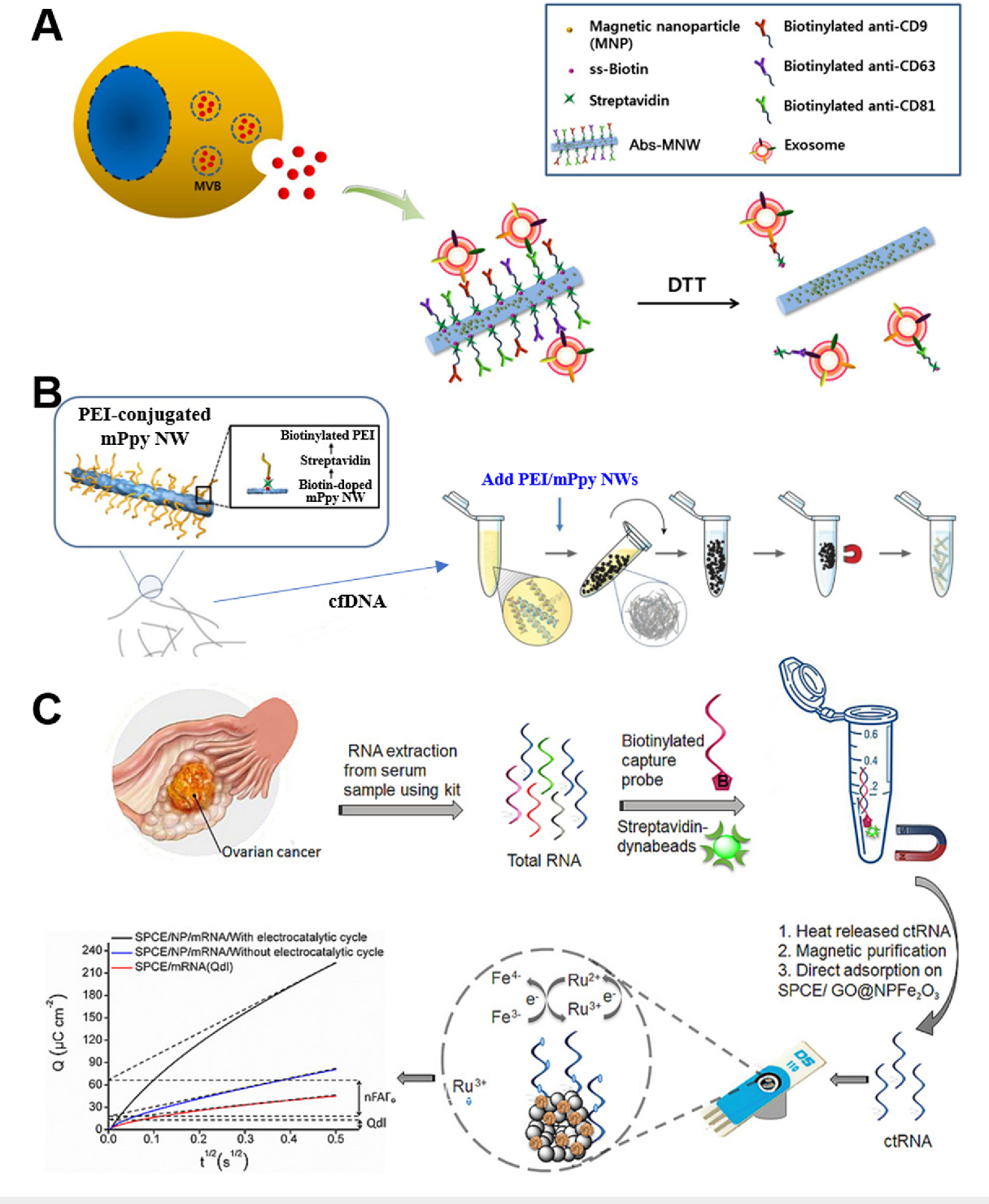 Figure 1 From Magnetic Nanotechnology For Circulating Tumor Biomarkers