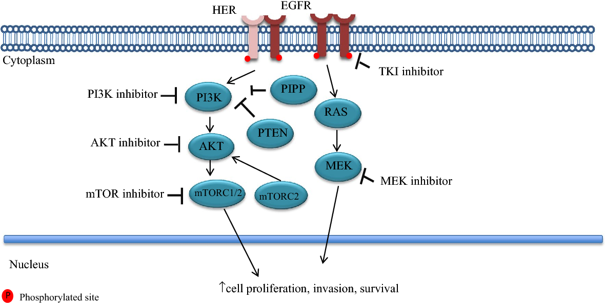 Targeting The Pi 3 K Akt Mtor Pathway In Triple ‐ Negative Breast