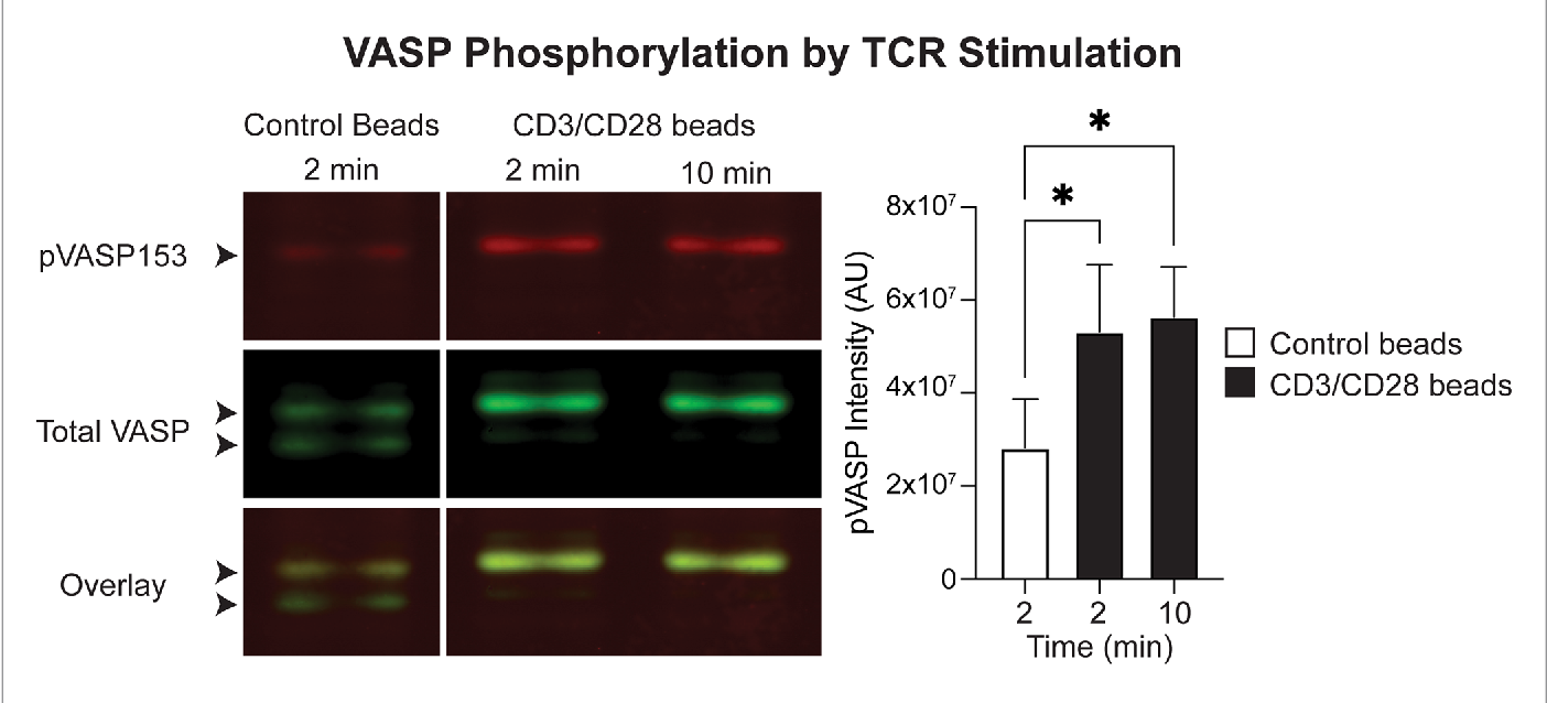 Enavasp Protein Mediated Actin Polymerization Contributes To Naïve Cd8