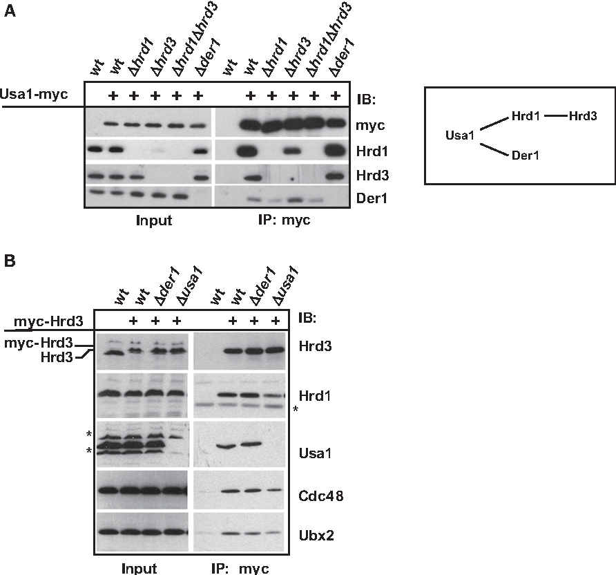 Figure 2 From Usa1 Functions As A Scaffold Of The Hrd Ubiquitin Ligase