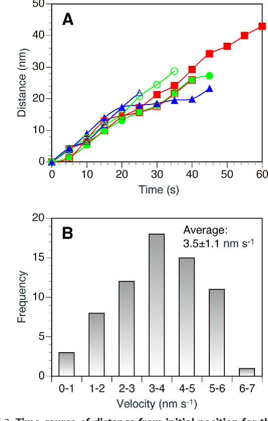 Pdf High Speed Atomic Force Microscopy Visualizes Processive Movement