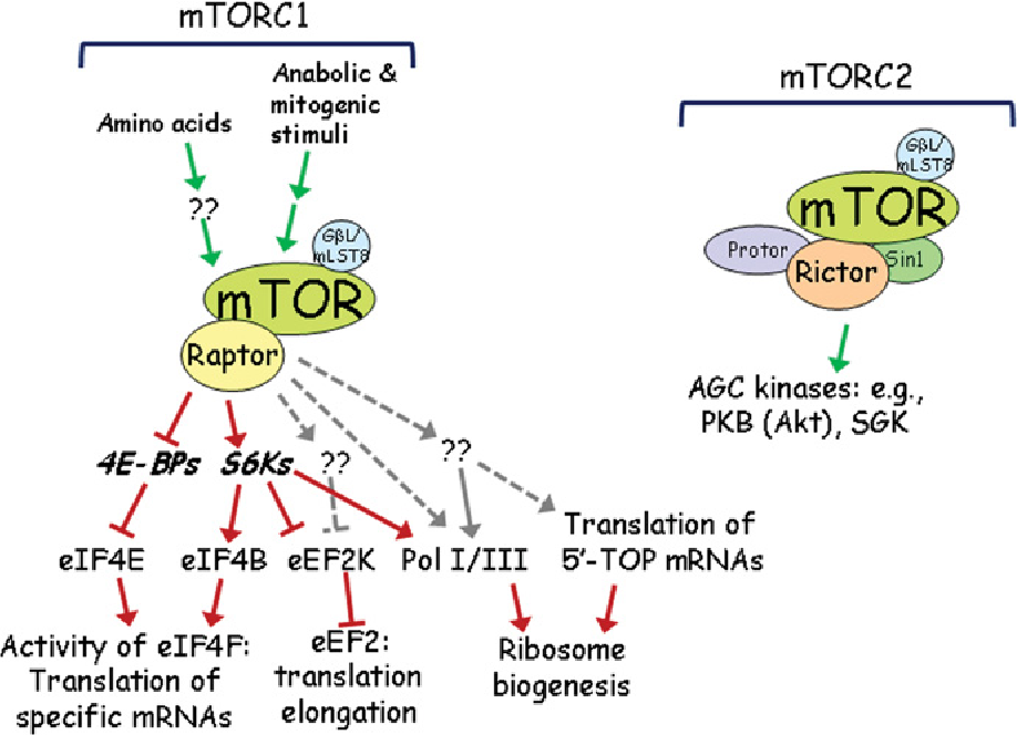 Pdf Differing Effects Of Rapamycin And Mtor Kinase Inhibitors On