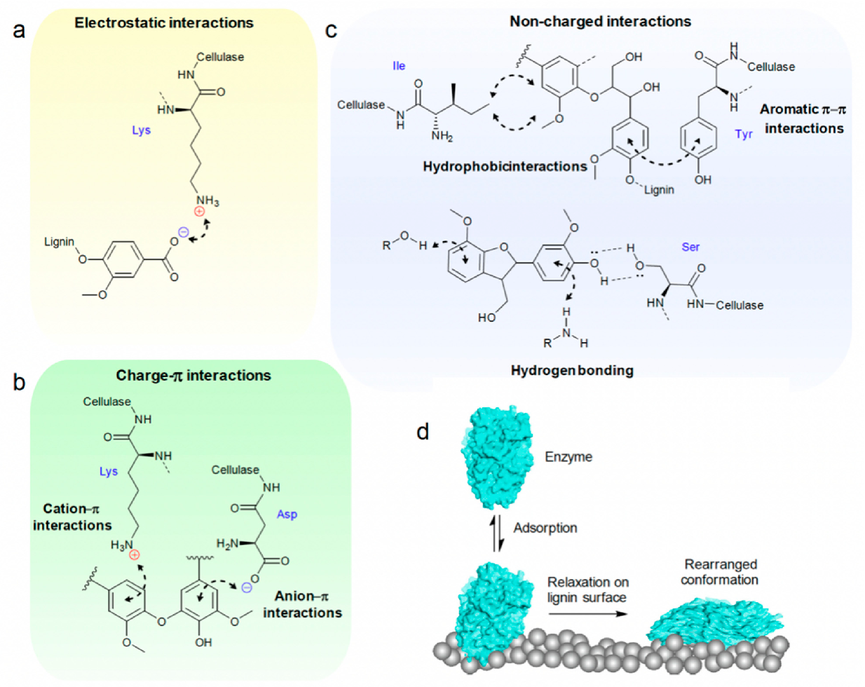 Figure 5 From Improve Enzymatic Hydrolysis Of Lignocellulosic Biomass