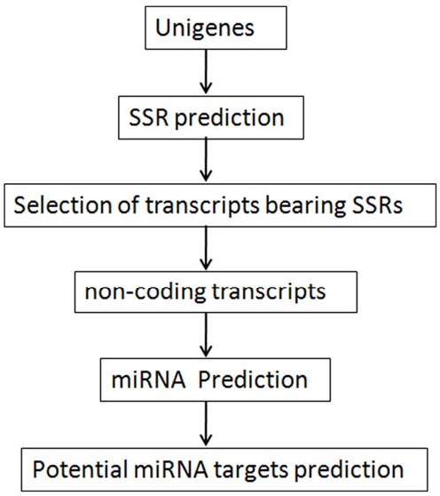 Figure 1 From De Novo Transcriptome Sequencing Reveals A Considerable