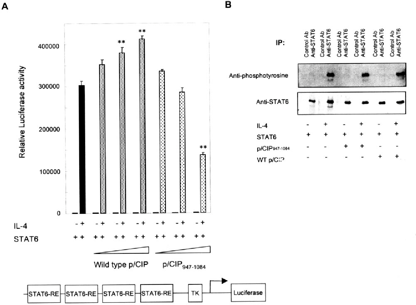 Figure 1 From The Transcriptional Co Activator Pcip Ncoa 3 Is Up