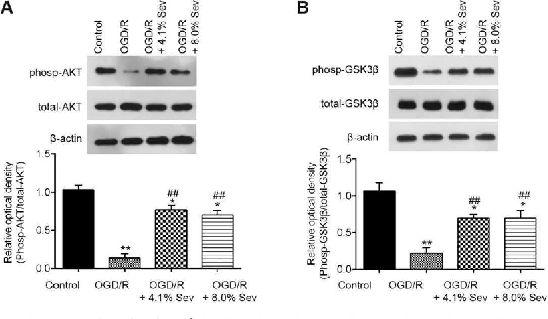 Pdf Sevoflurane Alleviates Oxygen Glucose Deprivationreoxygenation