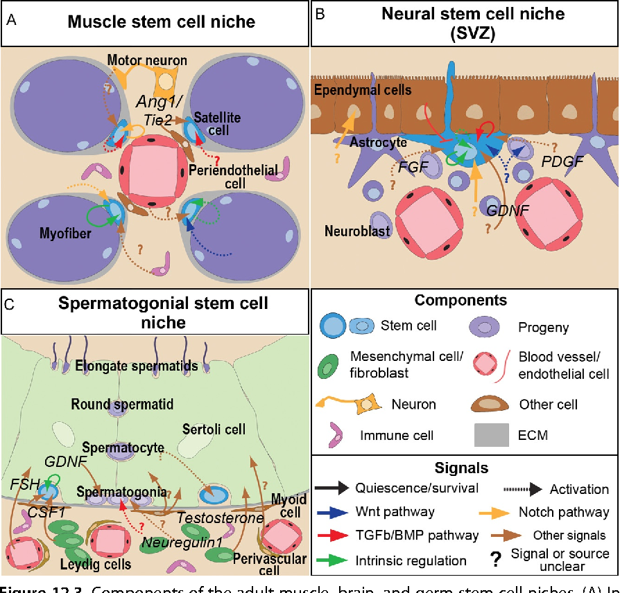 Pdf Adult Stem Cell Niches Cellular And Molecular Components