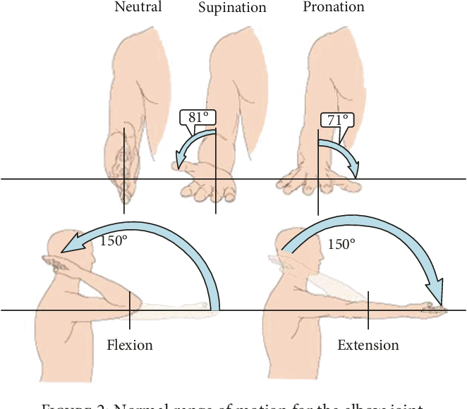 4 Flexionextension Motion Of A Elbow Joint And B