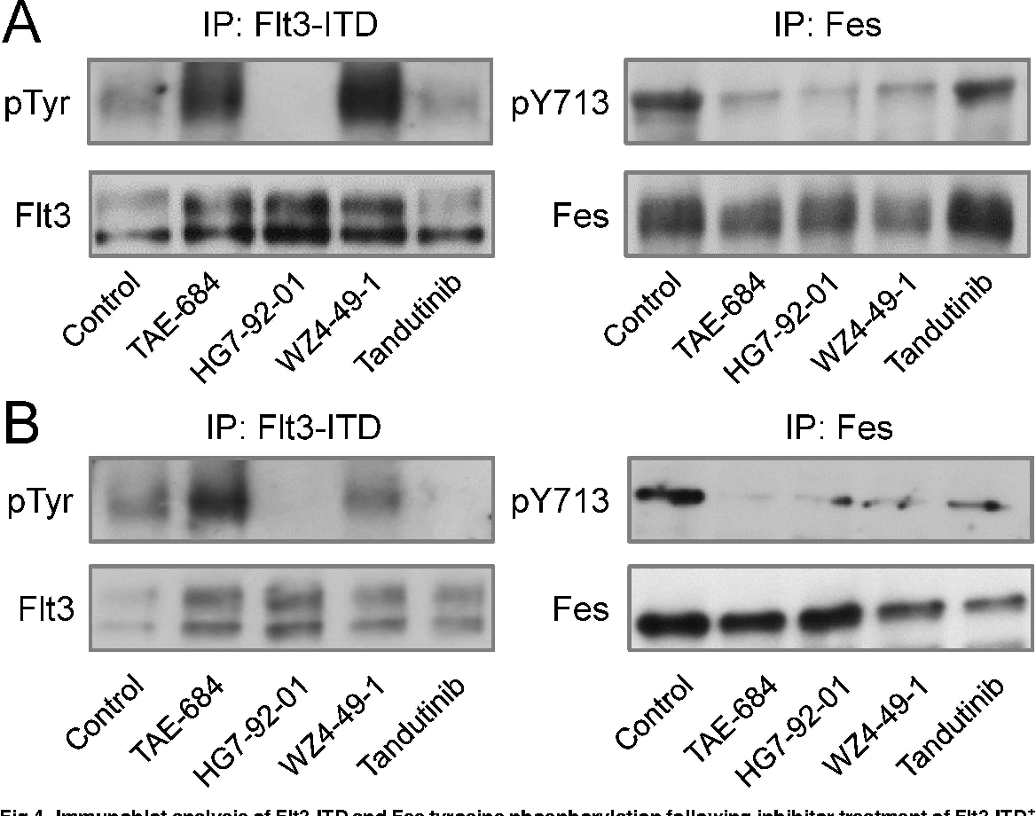 Figure 1 From Dual Inhibition Of Fes And Flt3 Tyrosine Kinases Potently