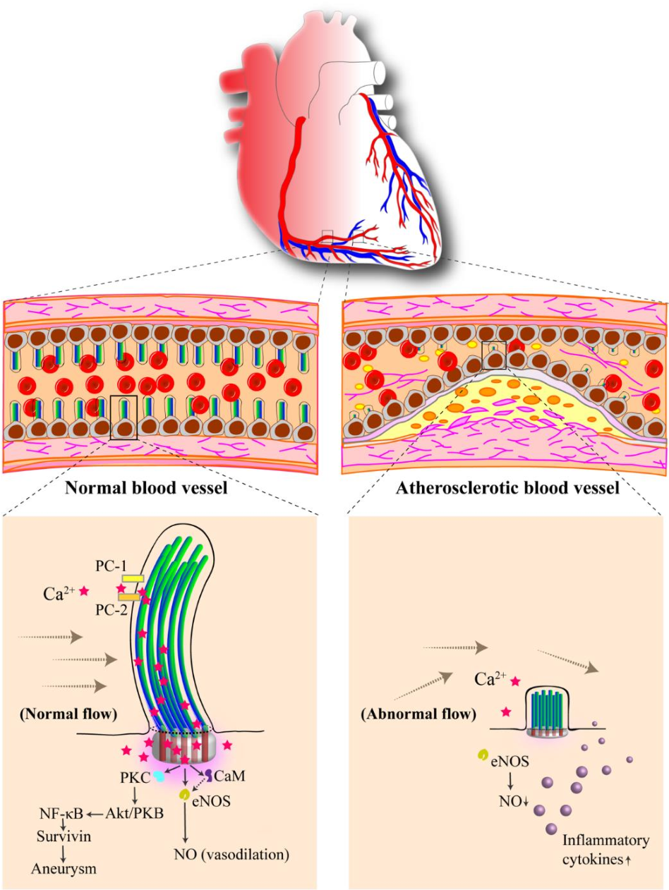 Table 1 From The Roles Of Primary Cilia In Cardiovascular Diseases