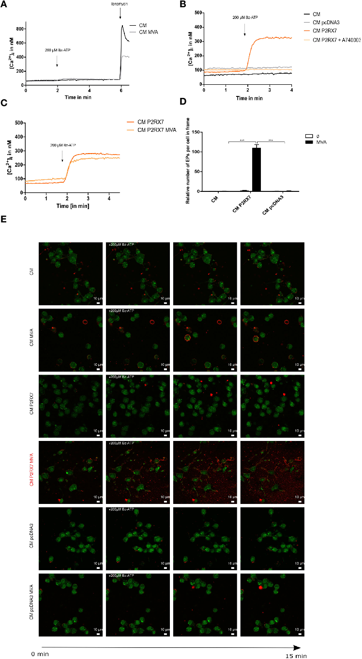 Figure 1 From The Purinergic Receptor P2x7 As A Modulator Of Viral