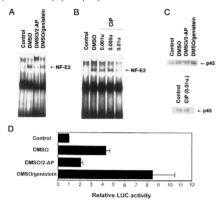 Figure 1 From Regulation Of Nf E2 Activity In Erythroleukemia Cell