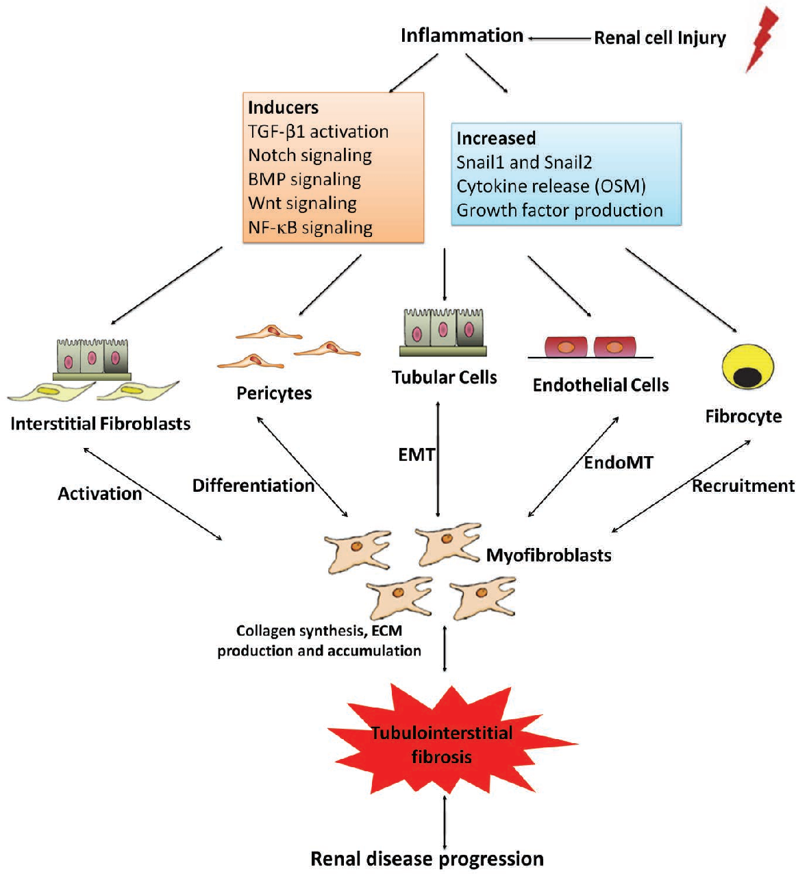 Dna Methylation In The Inflammatory Response And Relevance To Chronic