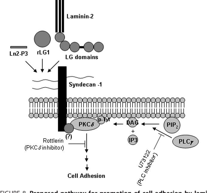 Figure 1 From A Biologically Active Sequence Of The Laminin α2 Large