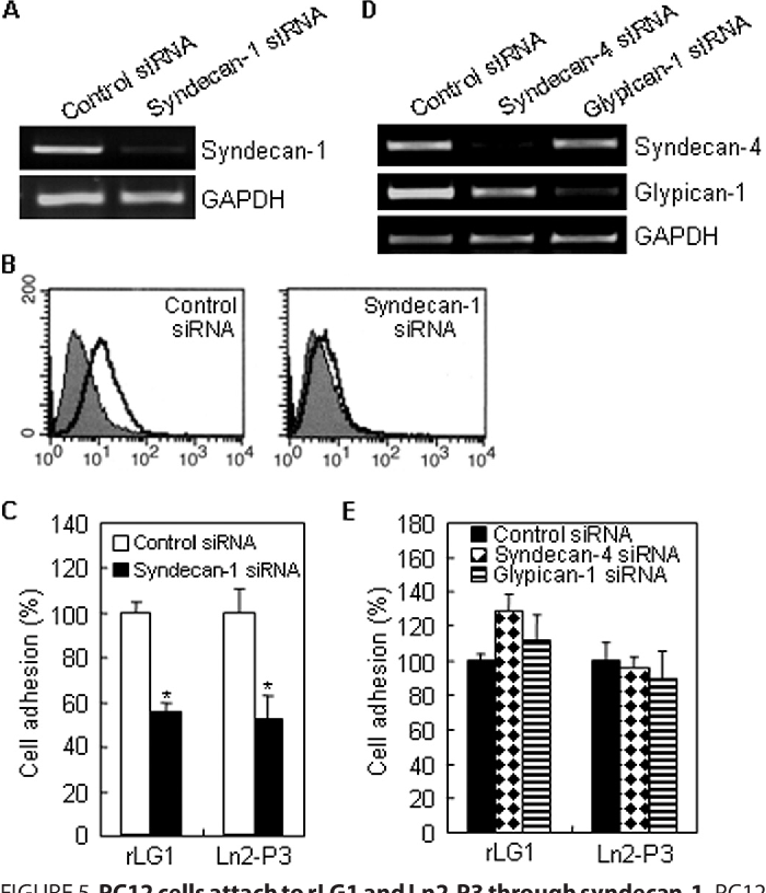 Figure 1 From A Biologically Active Sequence Of The Laminin α2 Large