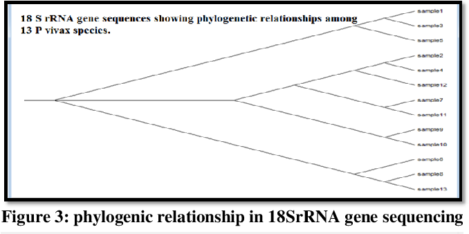 Figure 1 From Species Specific 18s Rrna Gene Amplification To Detect